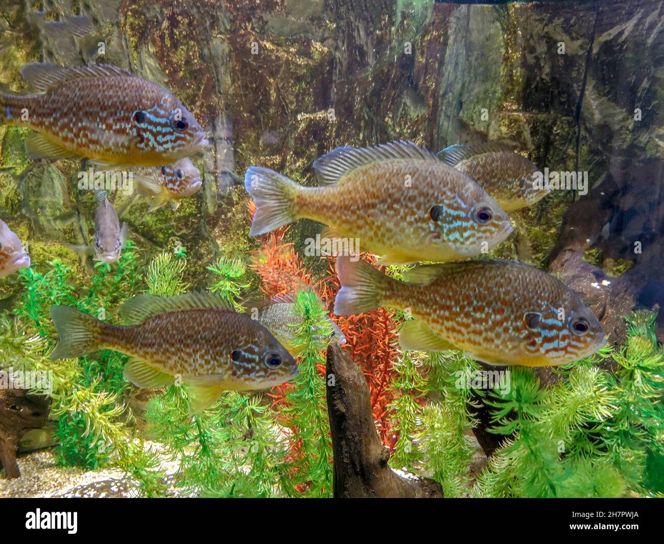 Group of longear sunfish in aquarium Stock Photo - Alamy