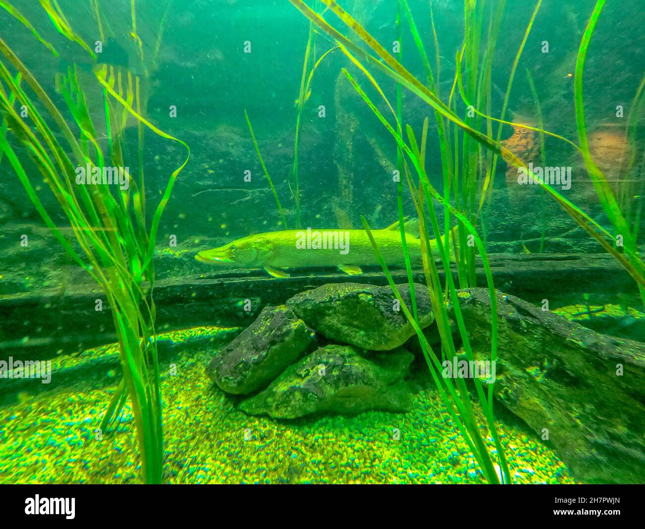 Pike fish in an aquarium with plants Stock Photo - Alamy