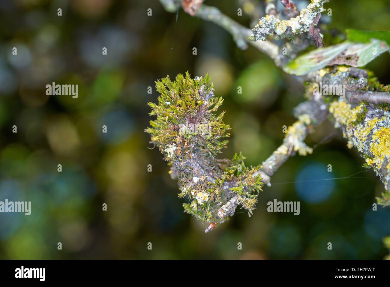 Close up shot of a growing tree branch Stock Photo - Alamy