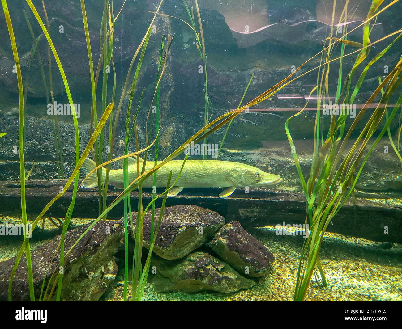Aquarium pike hi-res stock photography and images - Alamy