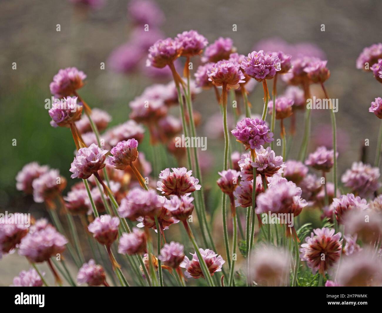 Flush to the ground hi-res stock photography and images - Alamy