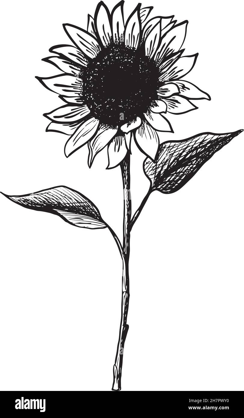 hand drawn icon. Sunflower. Isolated on white background Stock Vector ...