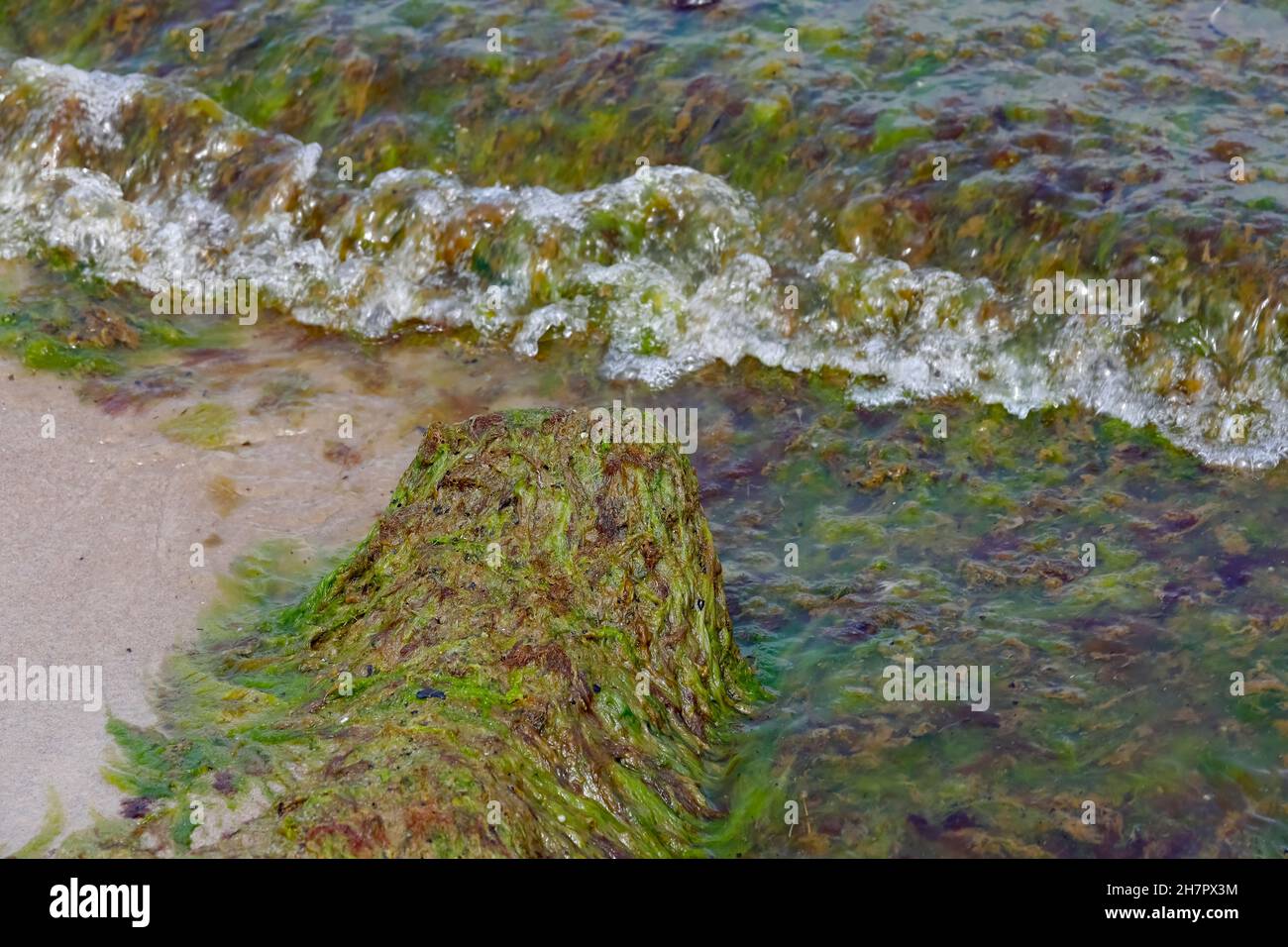 Seaweed floating on water surface hi-res stock photography and images ...
