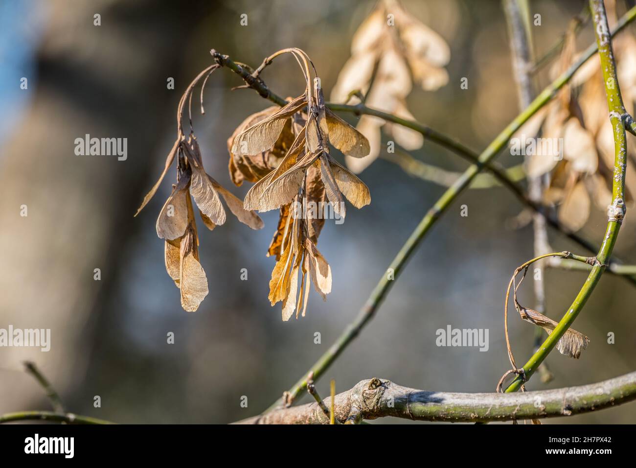 Closeup view of boxelder maple seeds in a cluster hanging from a branch ...