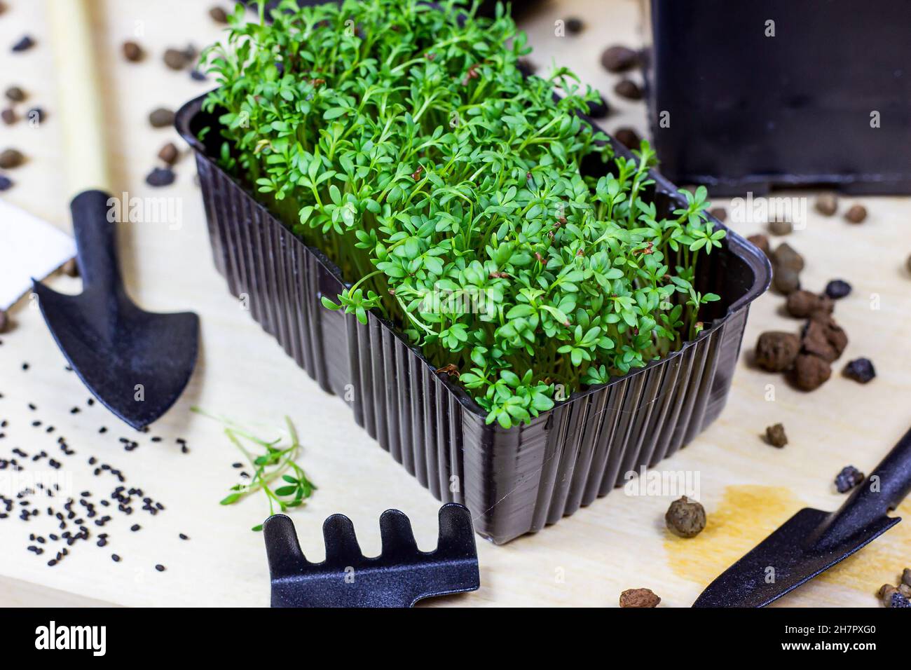 Micro herbs pot hi-res stock photography and images - Alamy