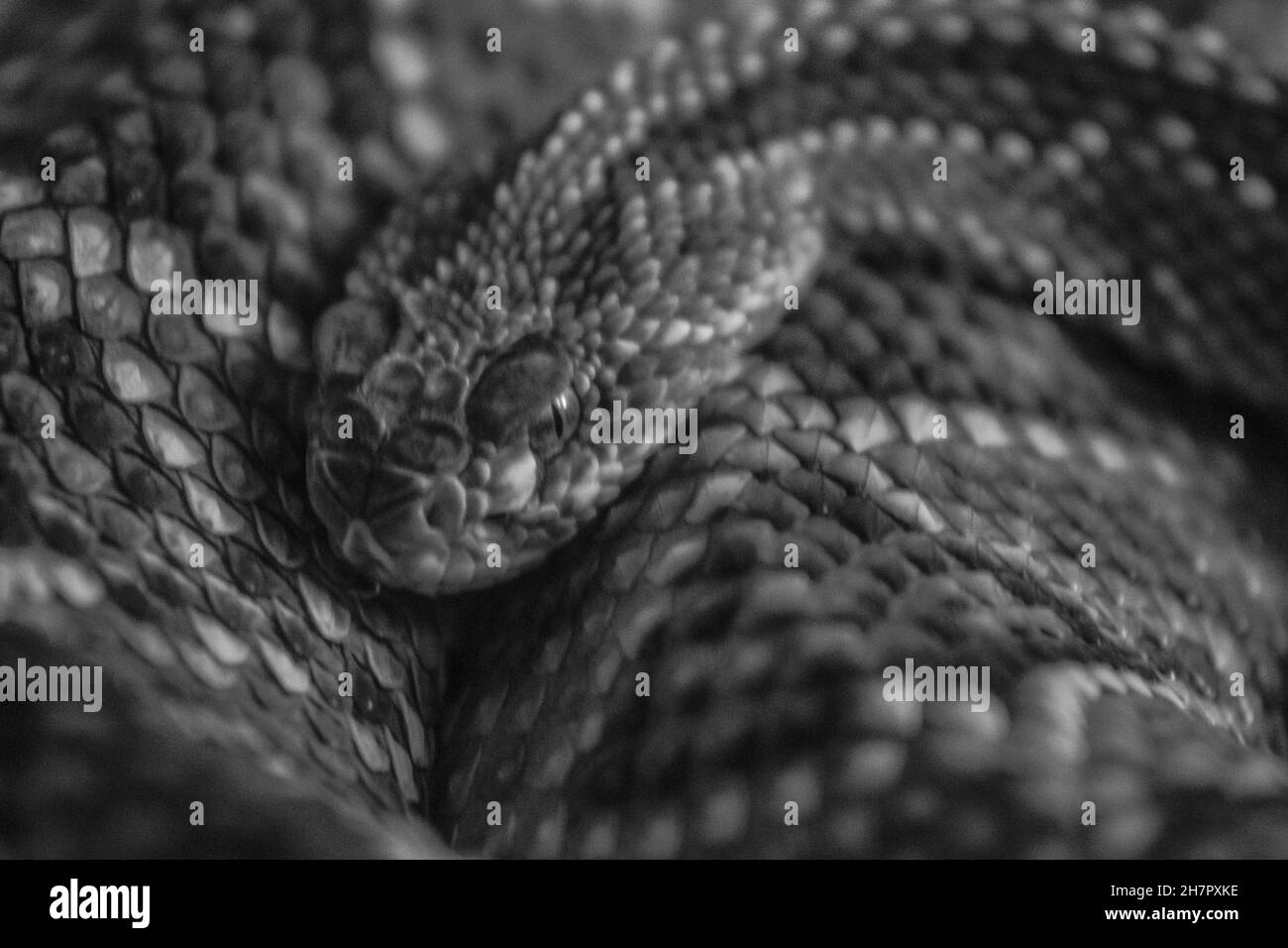 Grayscale shot of a snake Stock Photo - Alamy