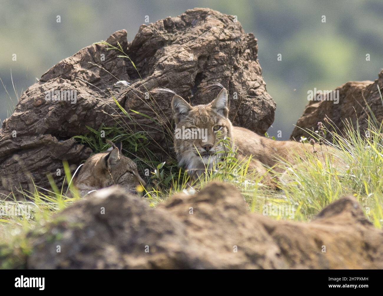 Iberian lynx habitat hi-res stock photography and images - Alamy