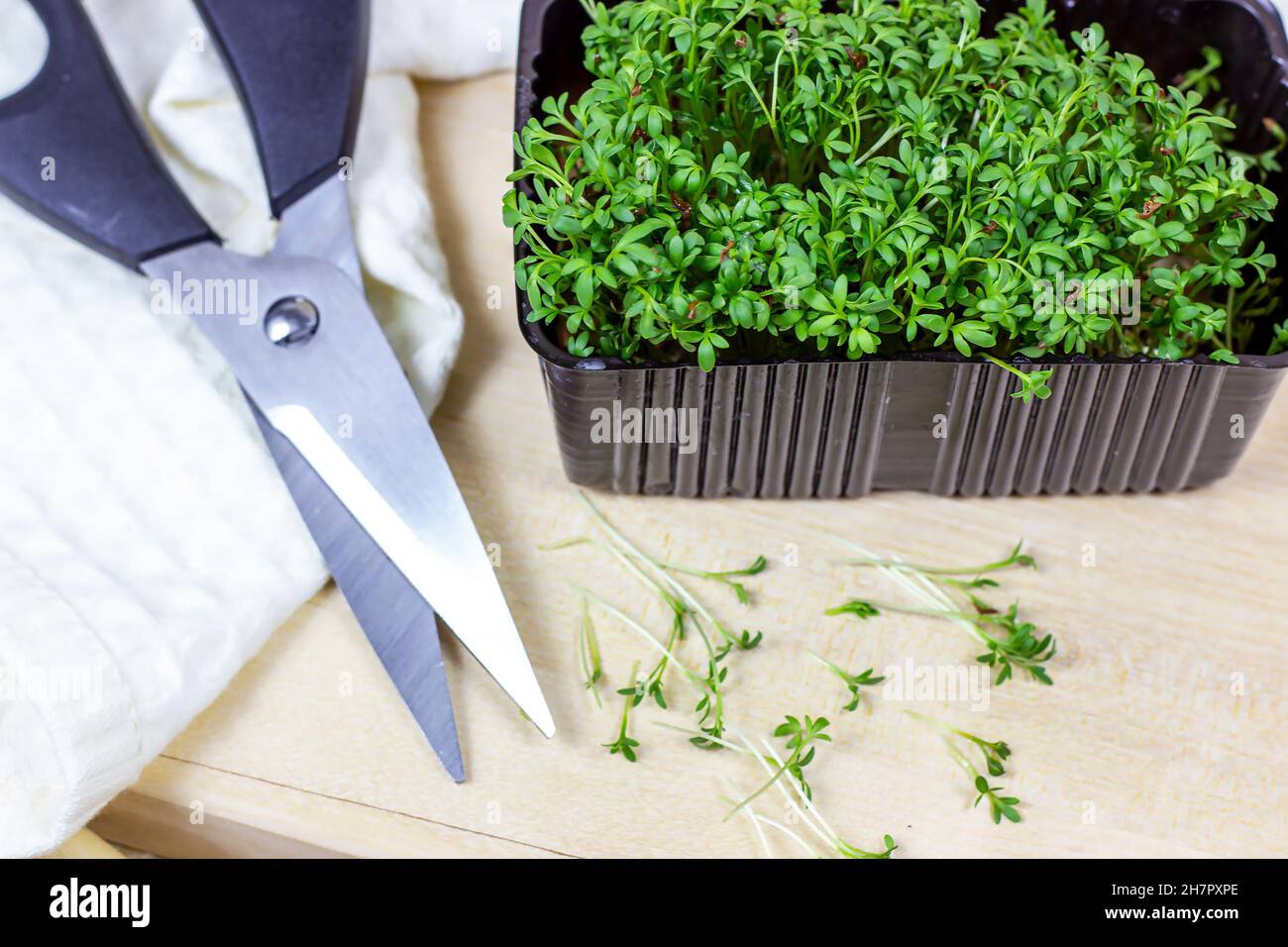 Fresh growing micro greens of young watercress salad cut with scissors ...