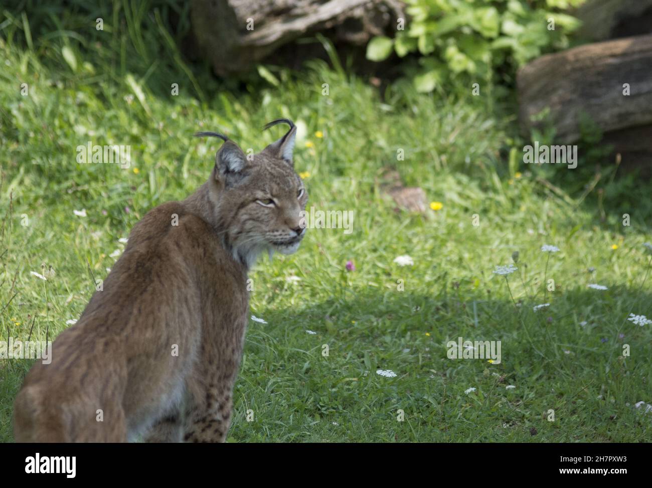 Eurasian lynx lynx lynx standing in a forest hi-res stock photography ...