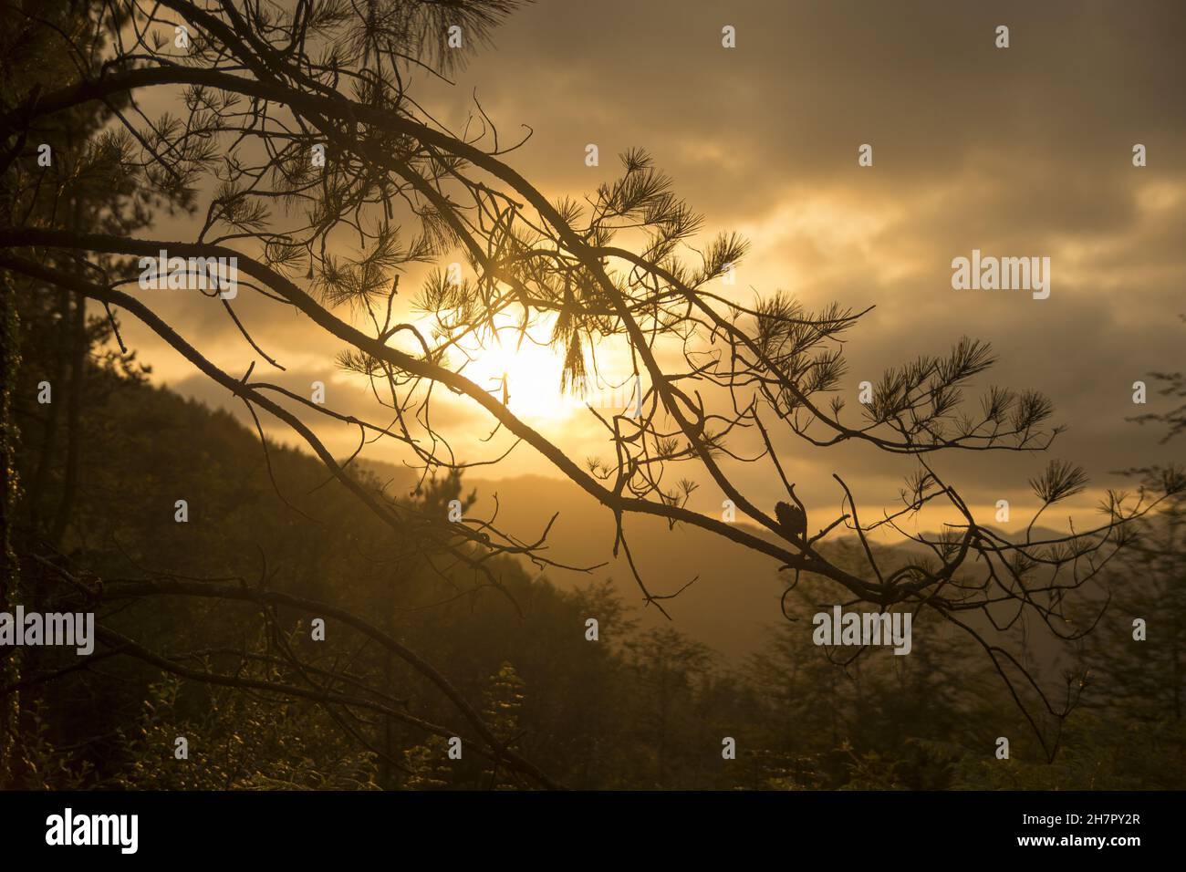 Beautiful scene of the golden sunset sky through the pine branches ...