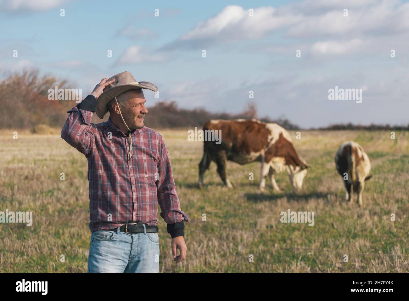 Cowboy feeding cows hi-res stock photography and images - Alamy