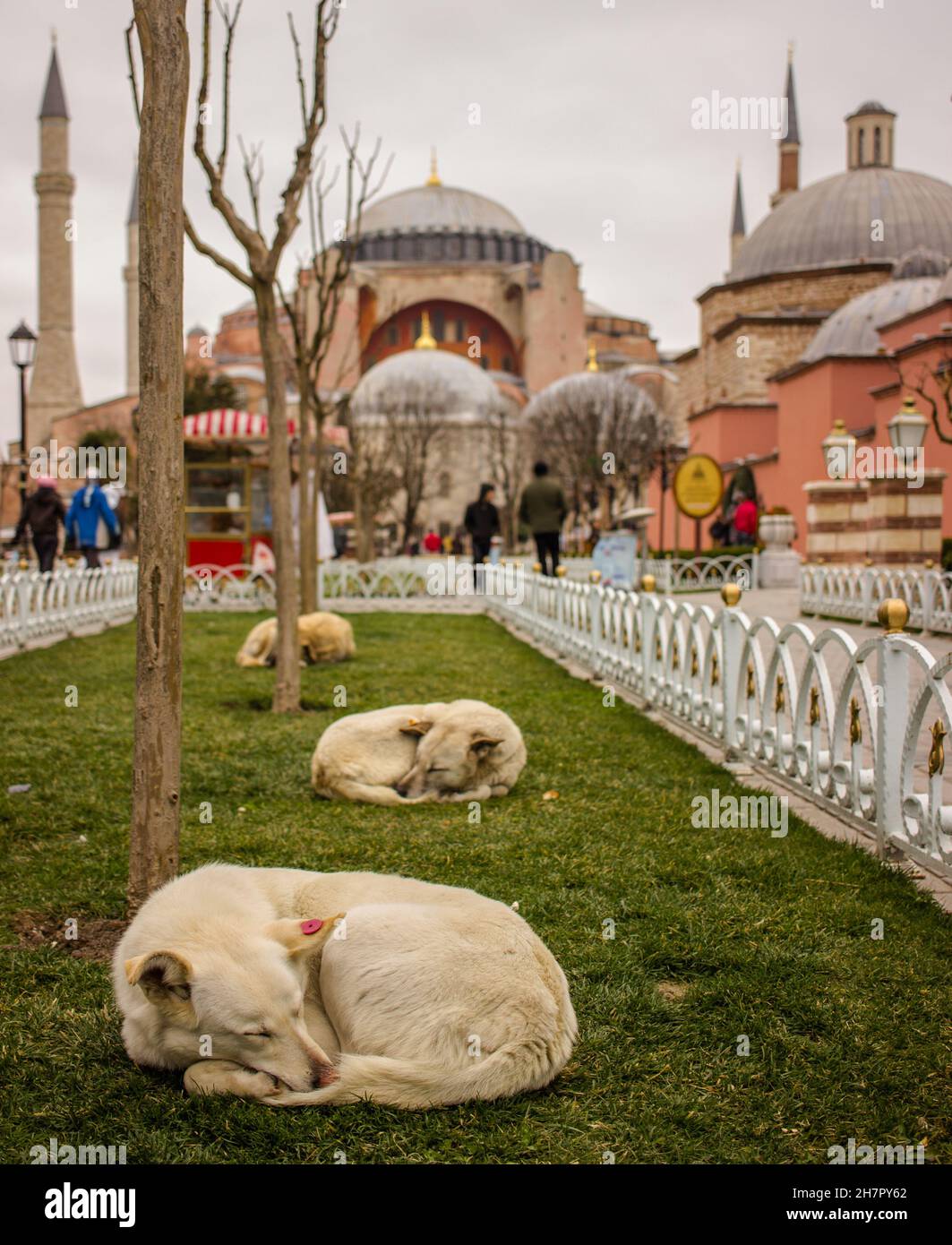 Street dogs sleeping on the lawn in front of Hagia Sophia mosque in ...