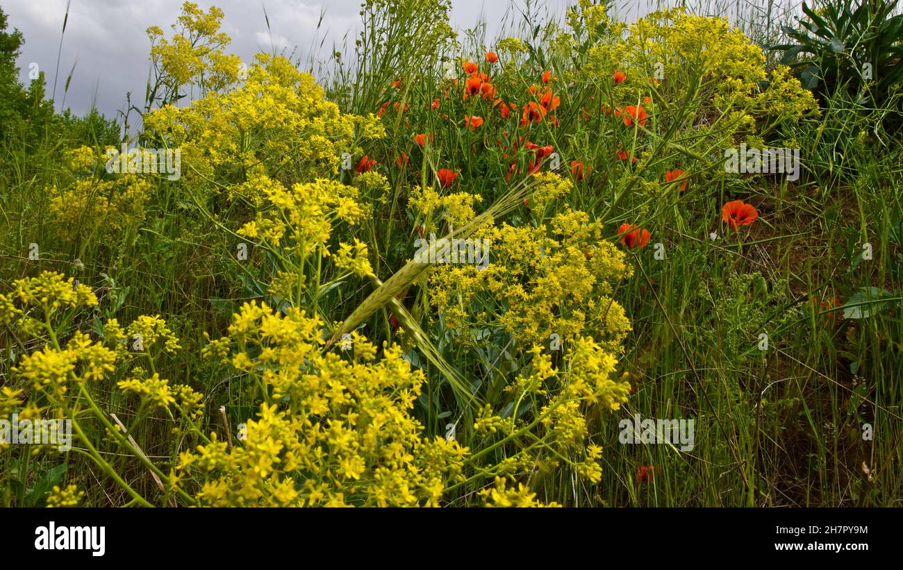 Colorful wild flowers. Green lawns and various kinds of wild flowers ...