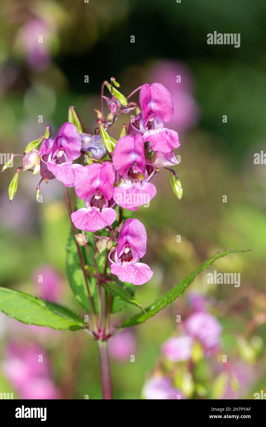 Himalayan balsam (impatiens gladulifera) flowers in bloom Stock Photo ...