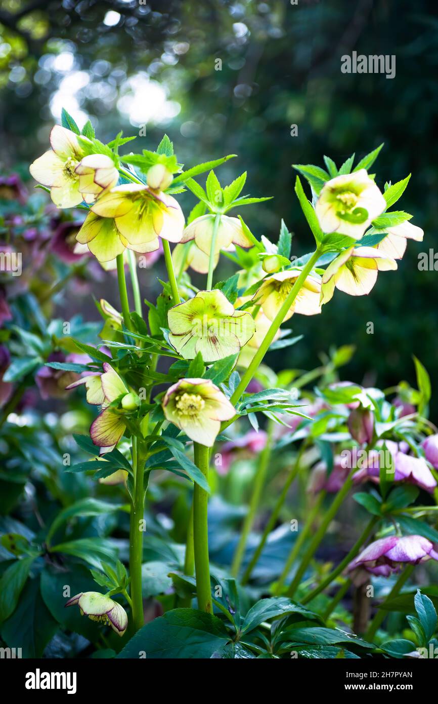 Hybrid hellebore (HELLEBORUS HYBRIDUS) yellow with purple edge, green ...