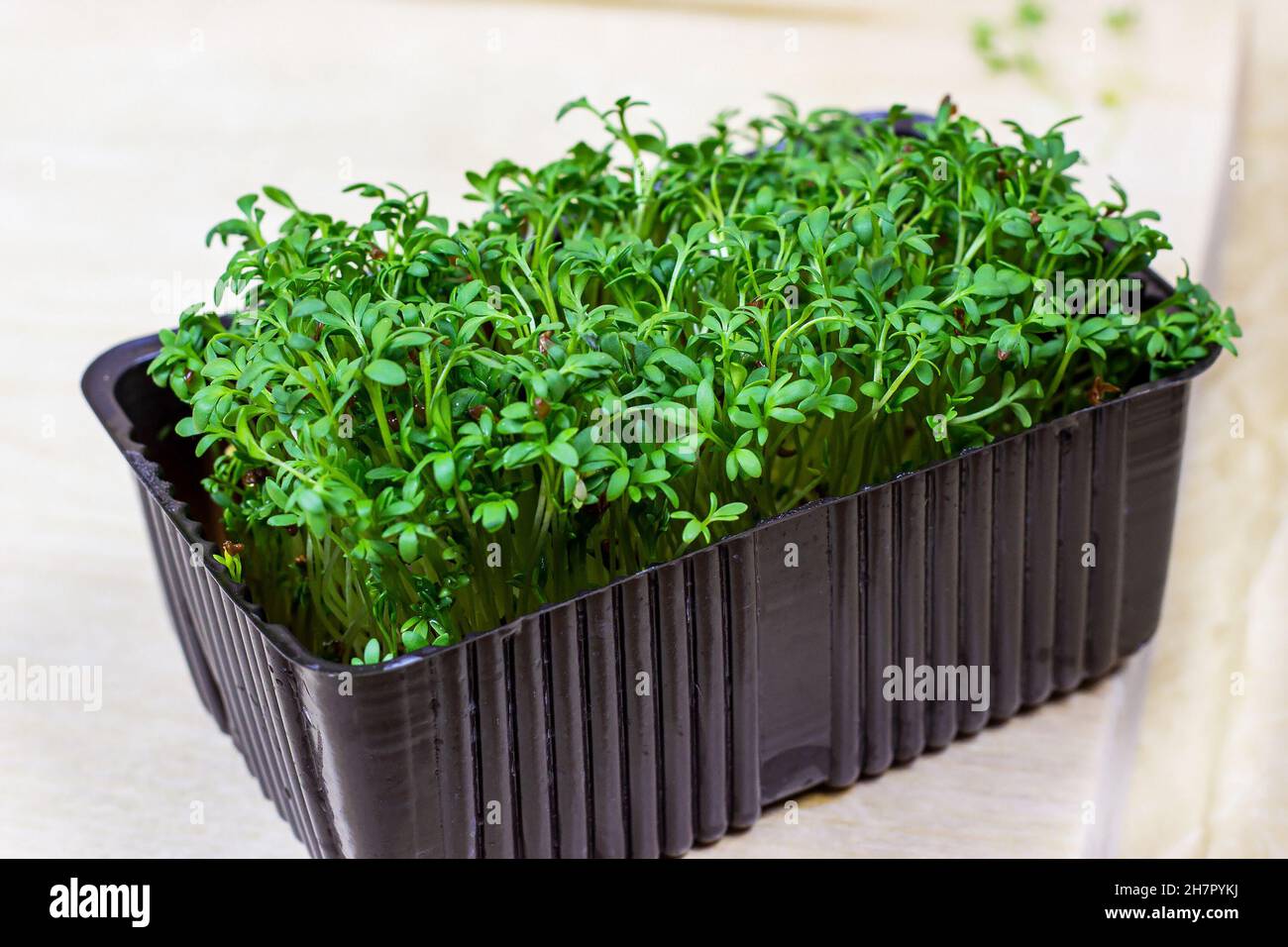 Fresh micro greens of young watercress salad grow in the black plastic ...