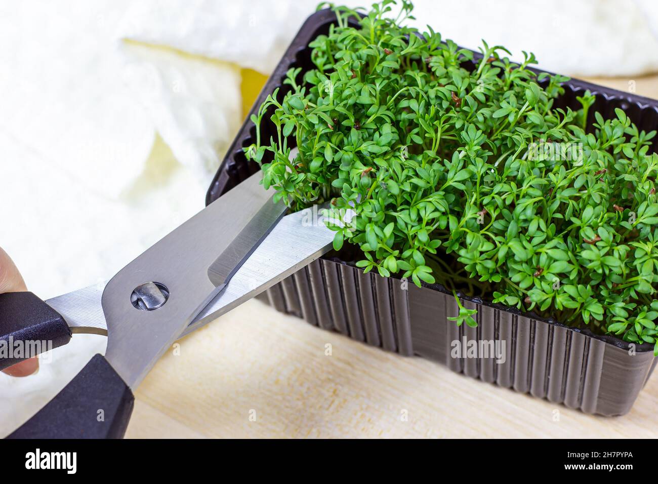 Fresh growing micro greens of young watercress salad cut with scissors ...