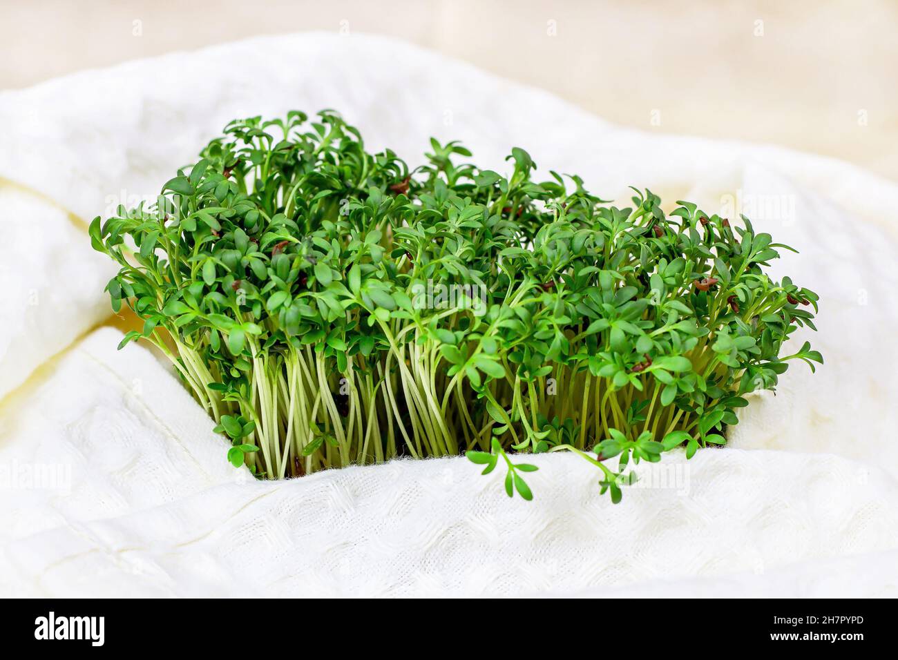 Fresh growing micro greens of young watercress salad on light ...