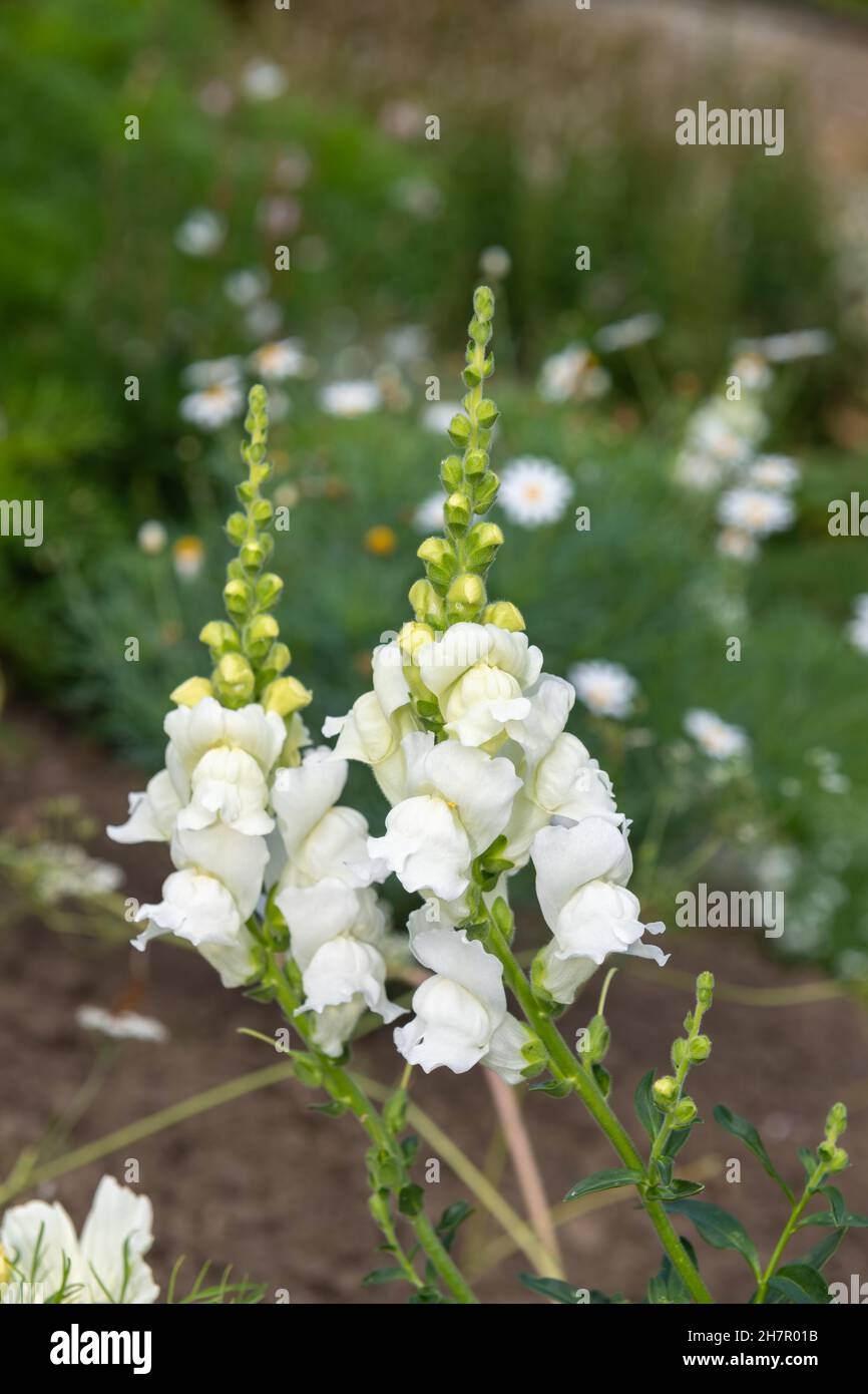 Close up of white snapdragon (antirrhinum) flowers in bloom Stock Photo ...