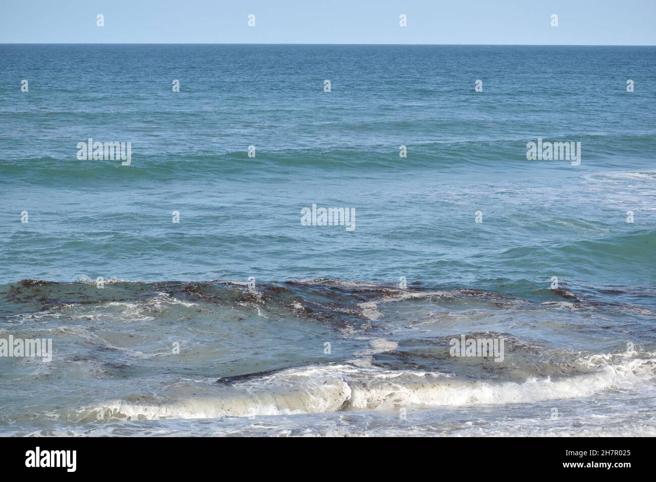 Clumps of algae hi-res stock photography and images - Alamy