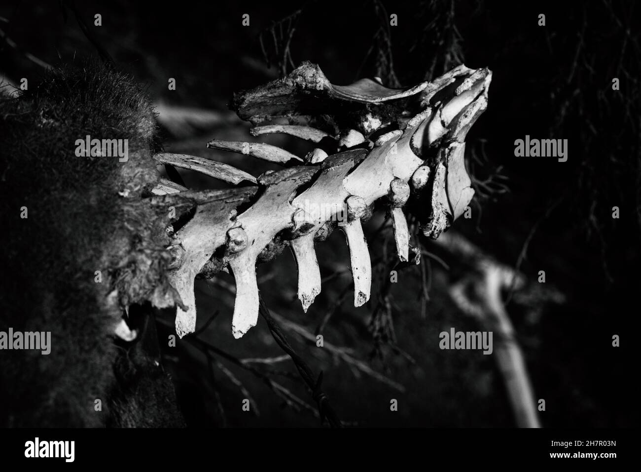 Grayscale of spinal column and vertebrae Stock Photo - Alamy