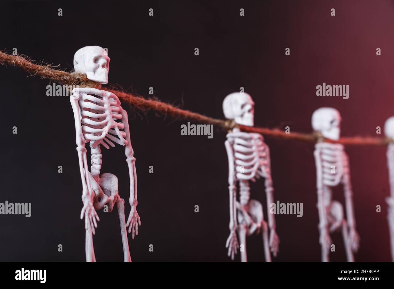 Skulls of skeletons suspended by the neck on a rope on a dark ...