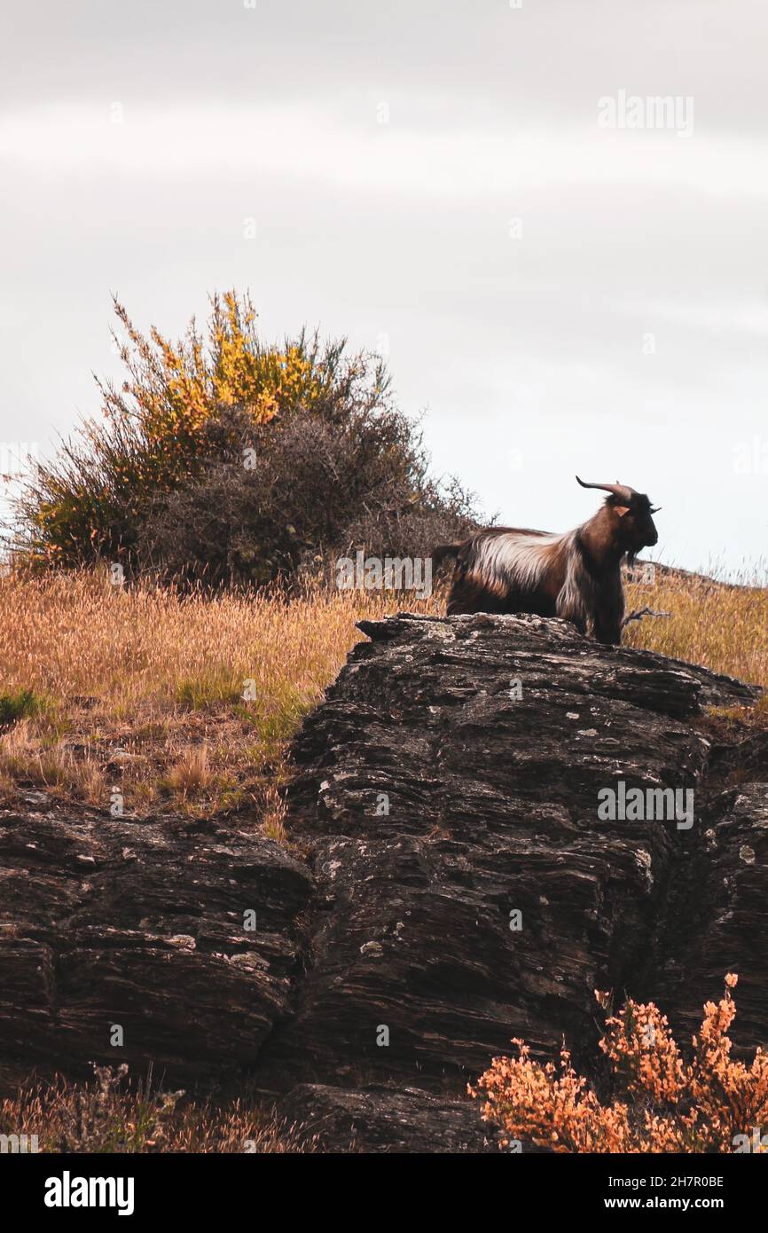 Wild goat standing on aground a rock in a highland Stock Photo - Alamy