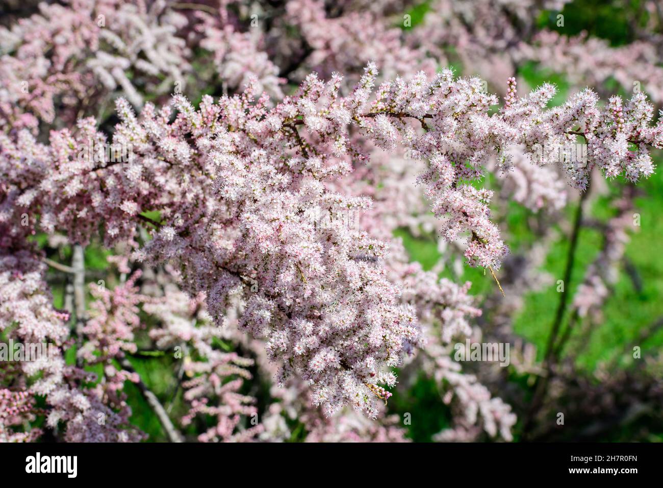 Many vivid pink flowers and small buds of Tamarix, tamarisk or salt ...