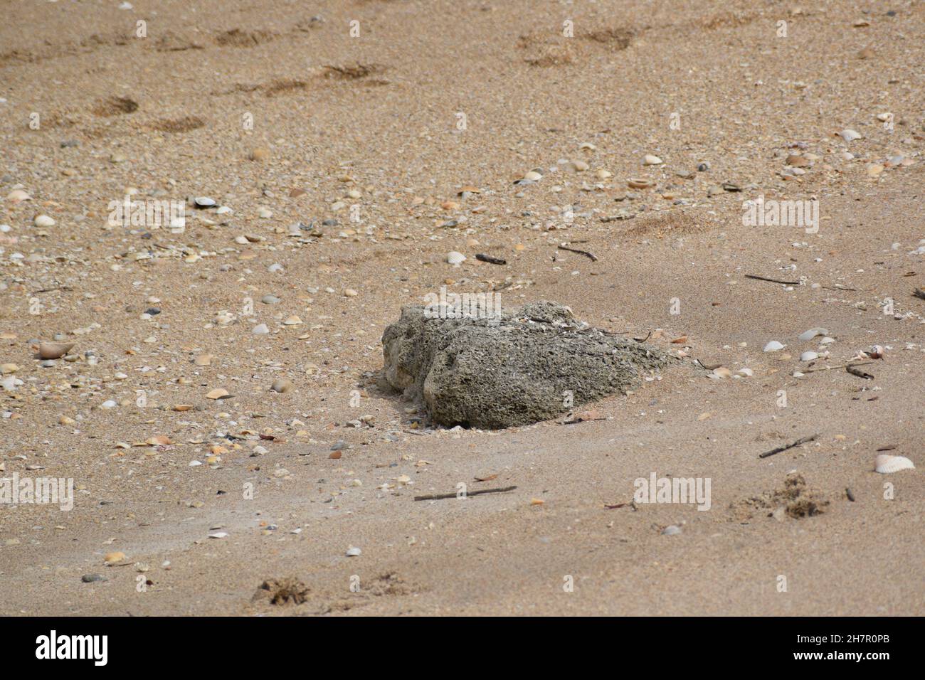 A metamorphic rock among shells on the beach Stock Photo - Alamy