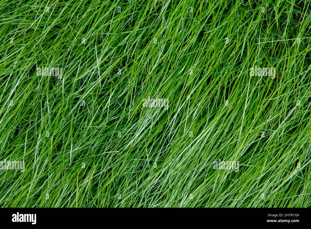 Green grass on the lawn. Lawn grass grows. Grass color Stock Photo - Alamy