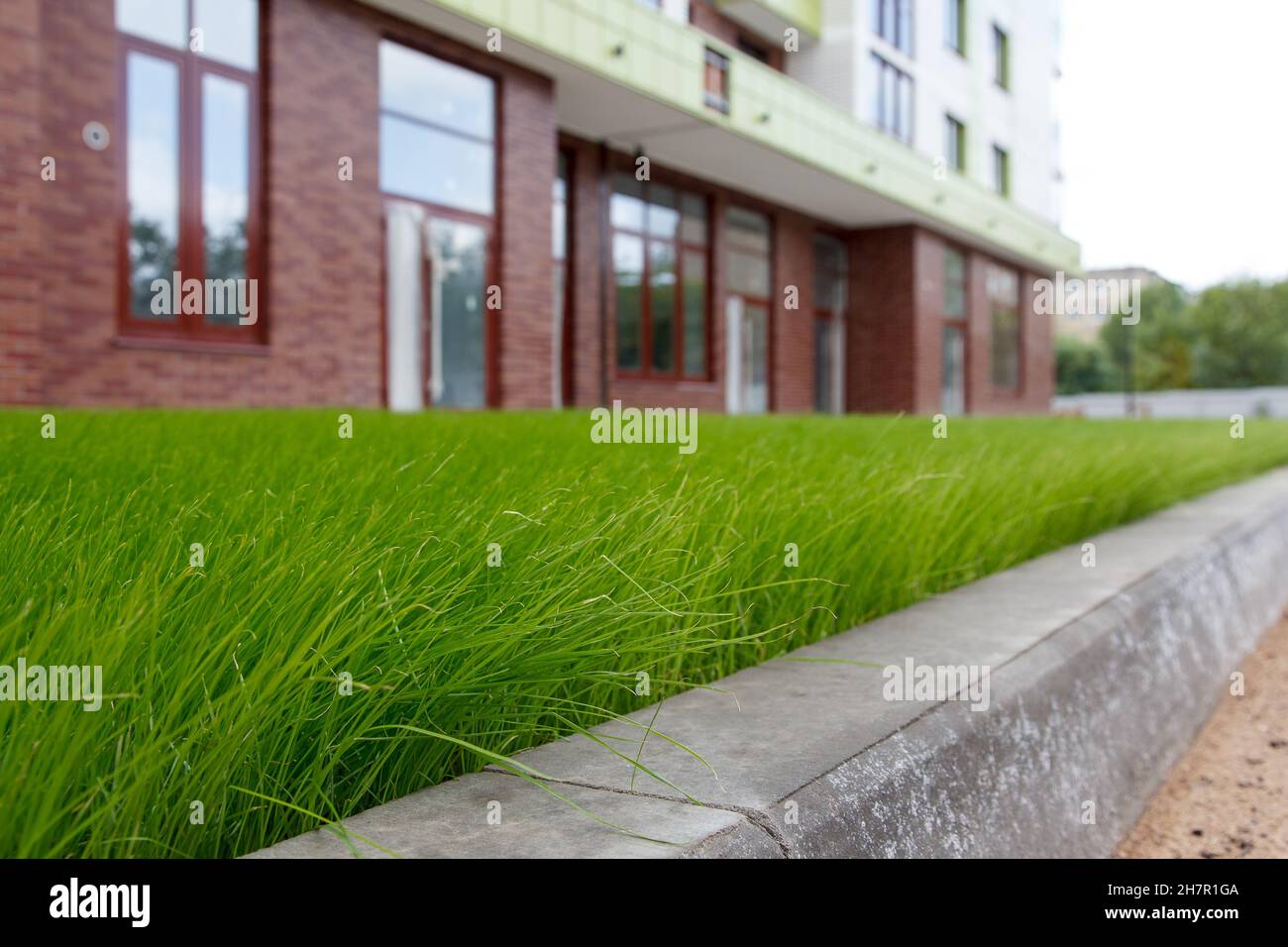 Green grass on the lawn. Lawn grass grows. Grass color Stock Photo - Alamy