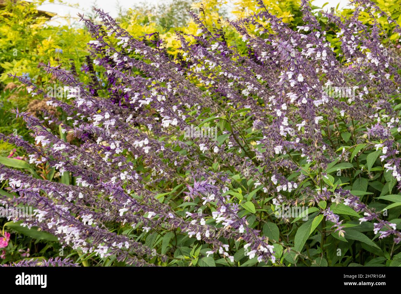 Salvia waverly hi-res stock photography and images - Alamy