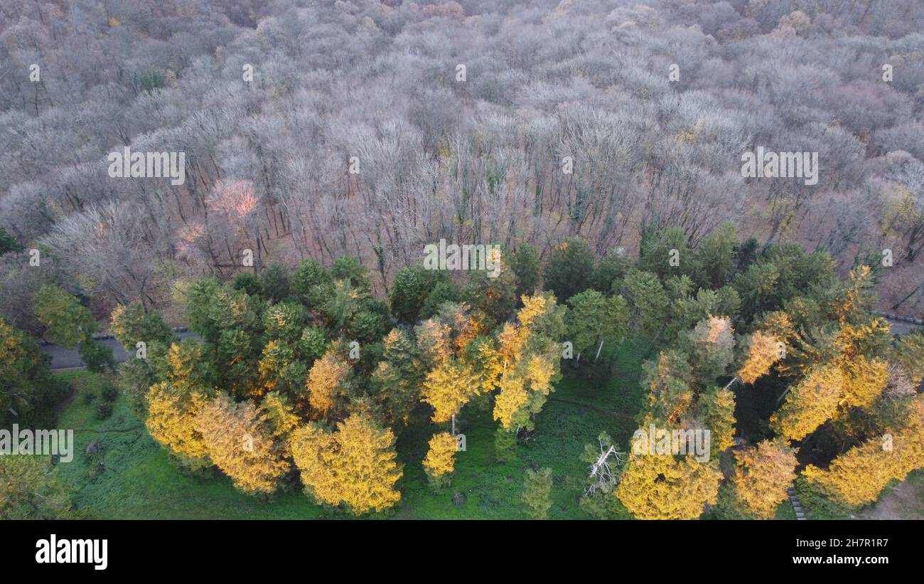 Evergreen contrast hi-res stock photography and images - Alamy