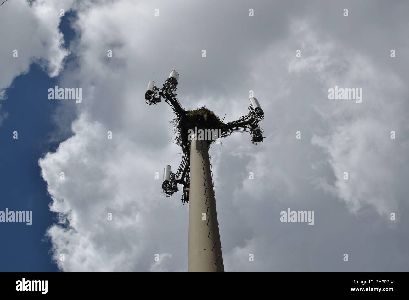 A bird's nest sits atop a tall cellular tower Stock Photo - Alamy