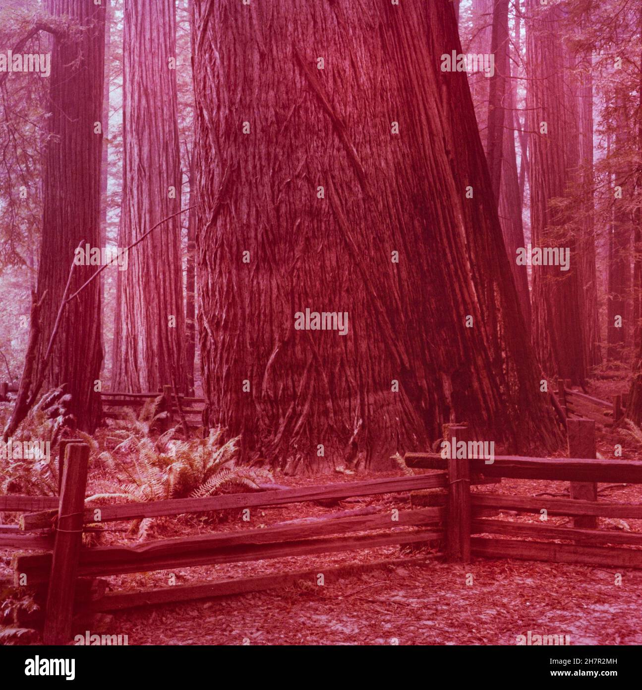 California redwoods 1970 hi-res stock photography and images - Alamy