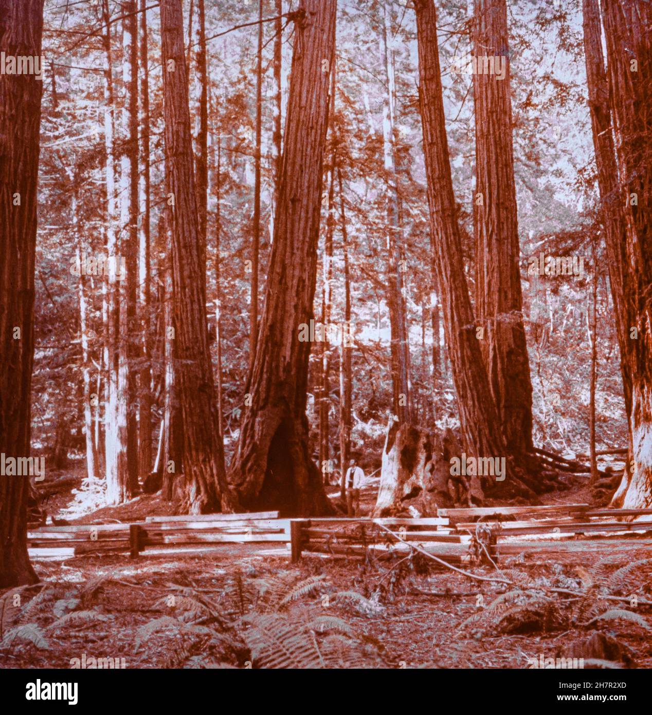 Bohemian Grove Presidents