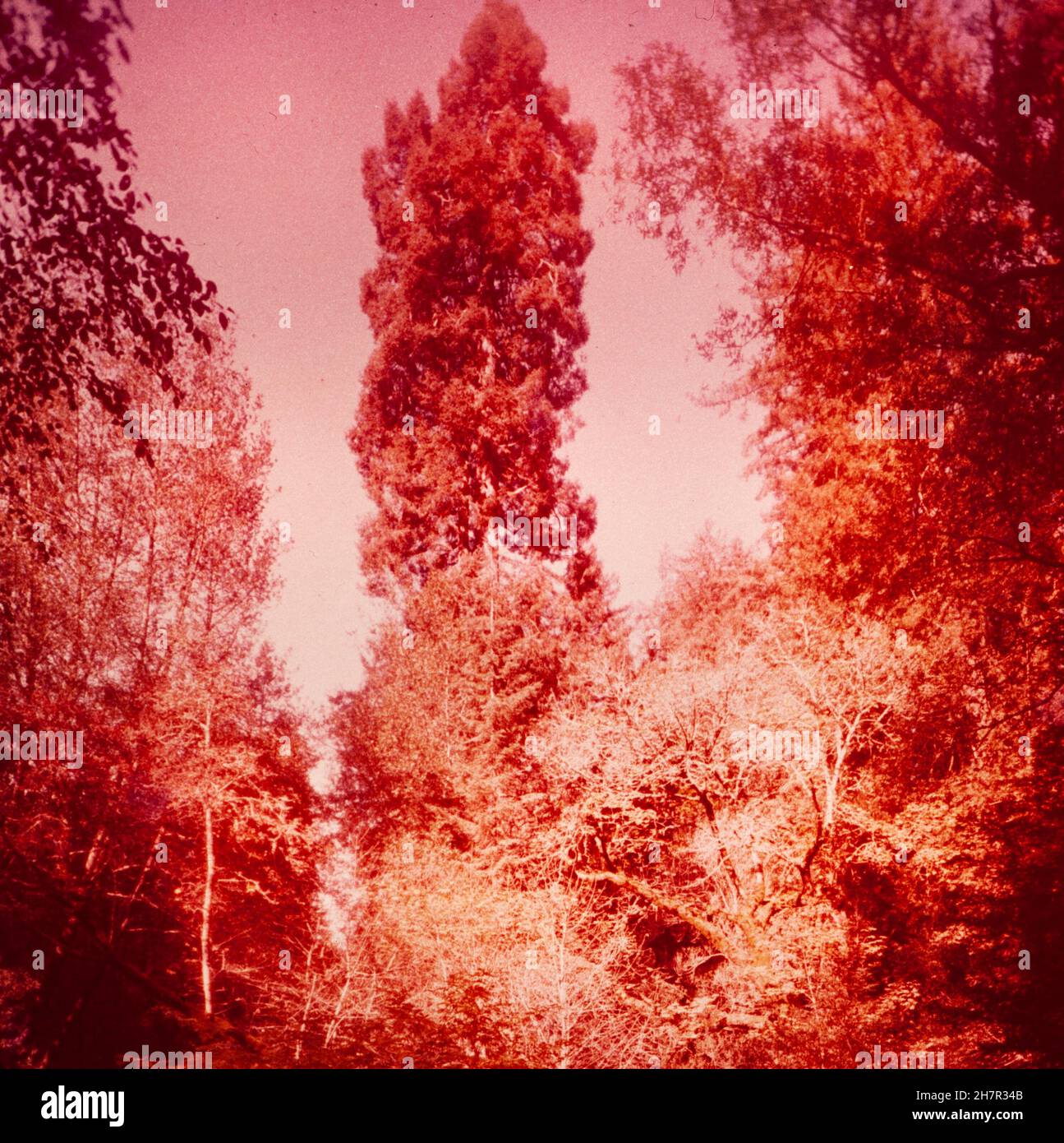 Nurse log redwood hi-res stock photography and images - Alamy