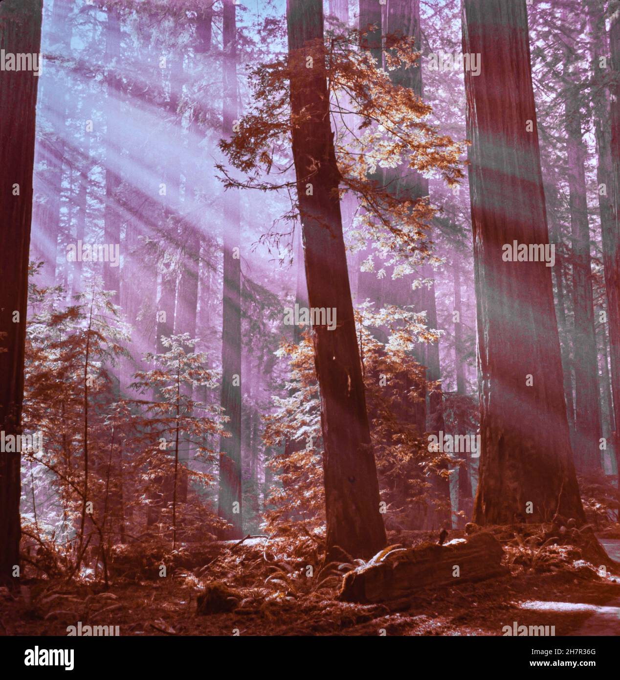 California redwoods 1970 hi-res stock photography and images - Alamy