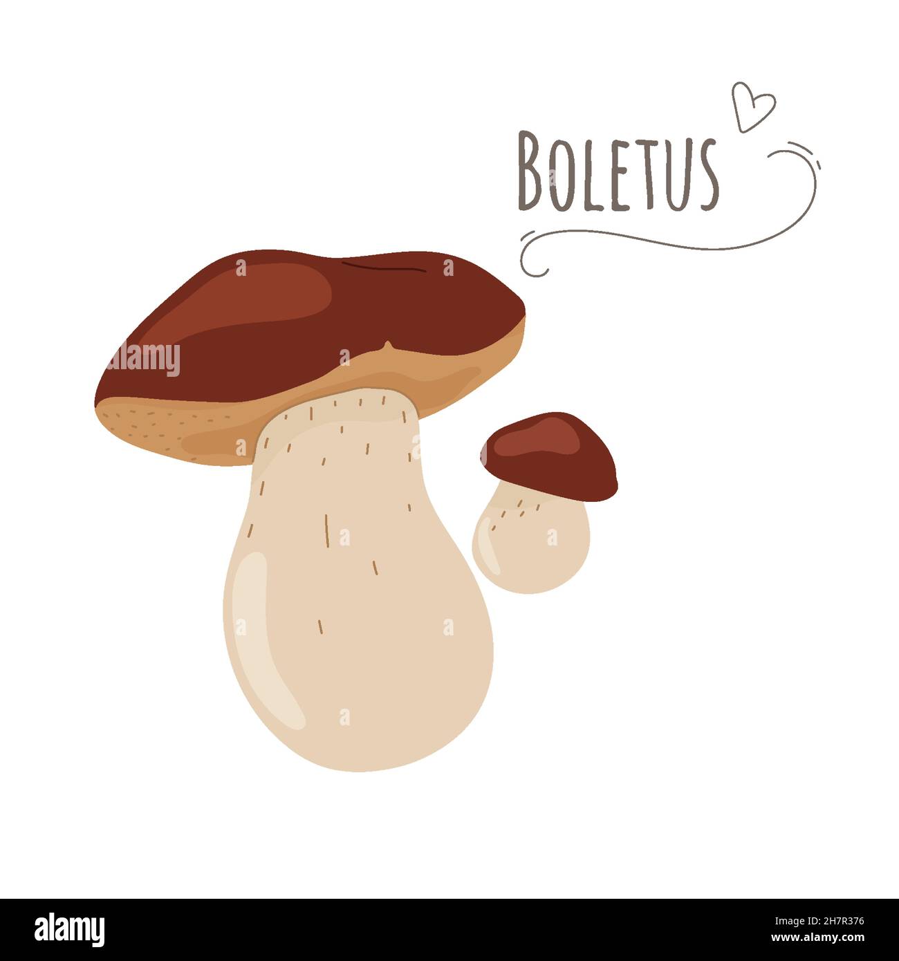 Boletus edulis mushrooms isolated on white background.Simplified flat ...