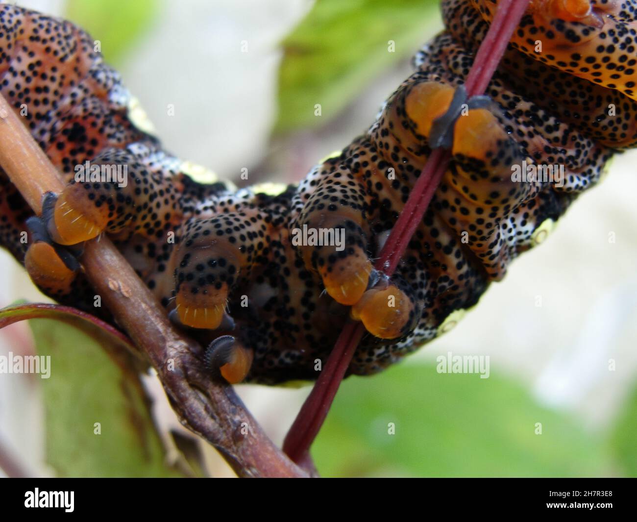 Caterpillar holding a virginia creeper branch Stock Photo - Alamy