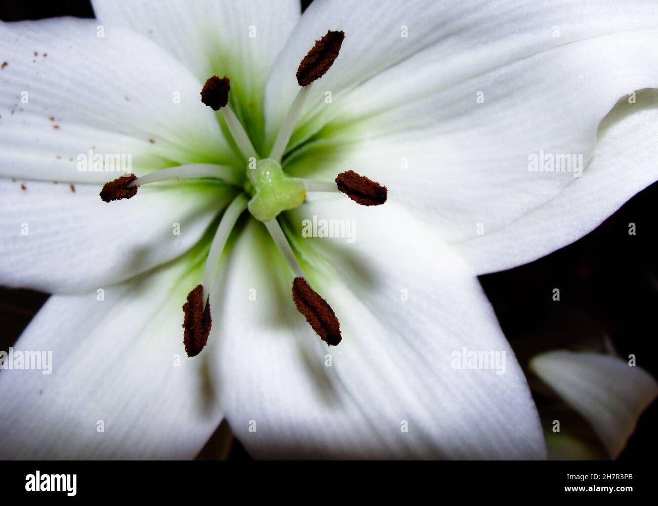 Colores blanco hi-res stock photography and images - Alamy