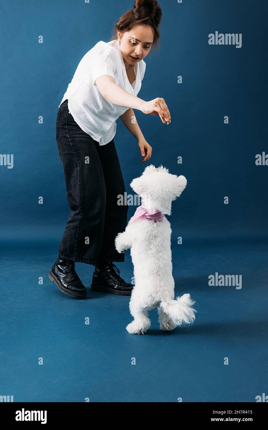 Young woman feeding her little fluffy dog and playing Stock Photo - Alamy