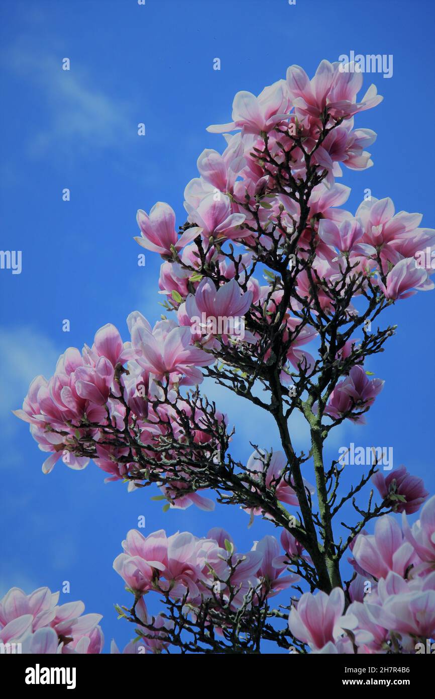 beautiful flowering magnolia trees in a park Stock Photo - Alamy