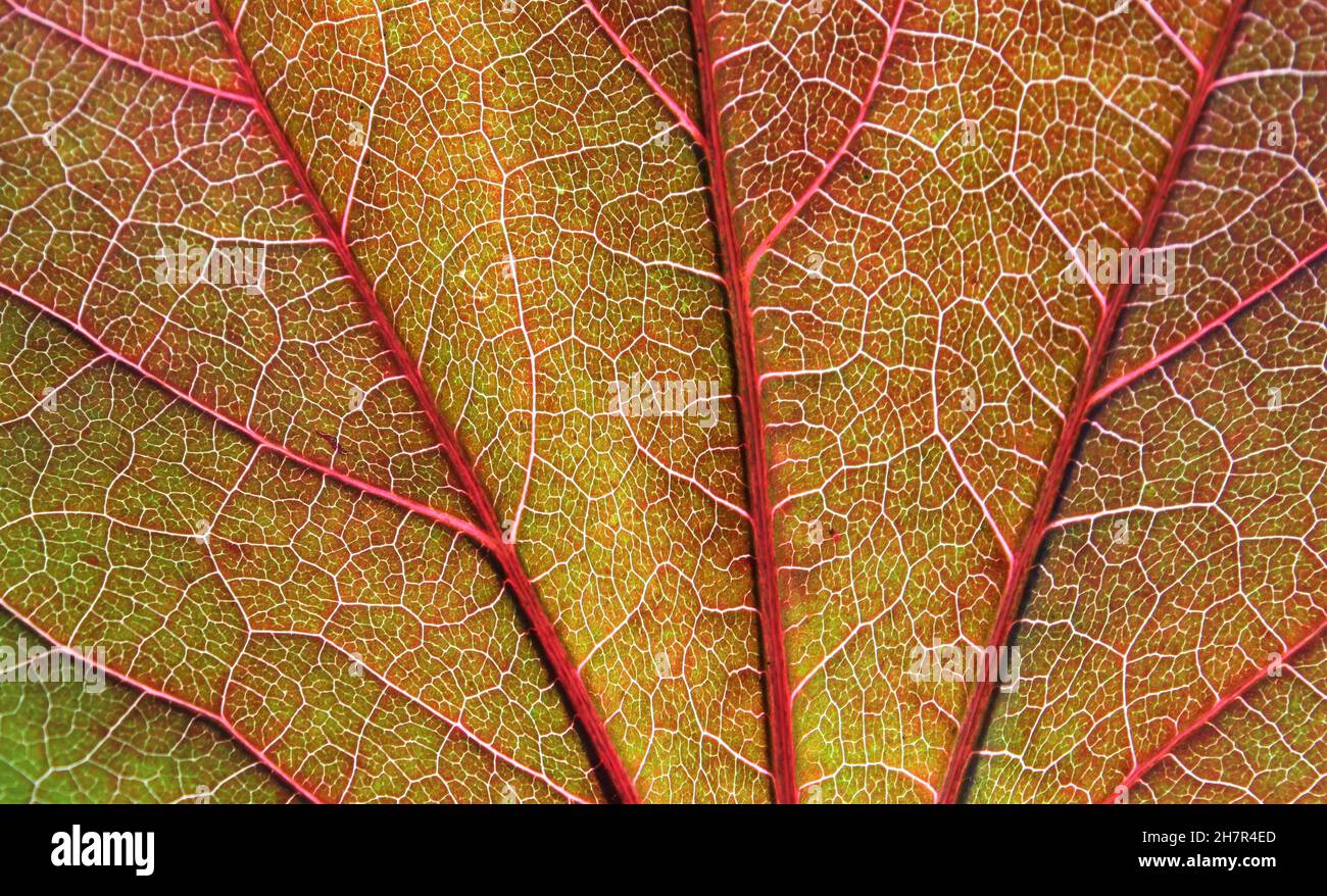 close up of vine leaf with translucent veins in autumn Stock Photo - Alamy