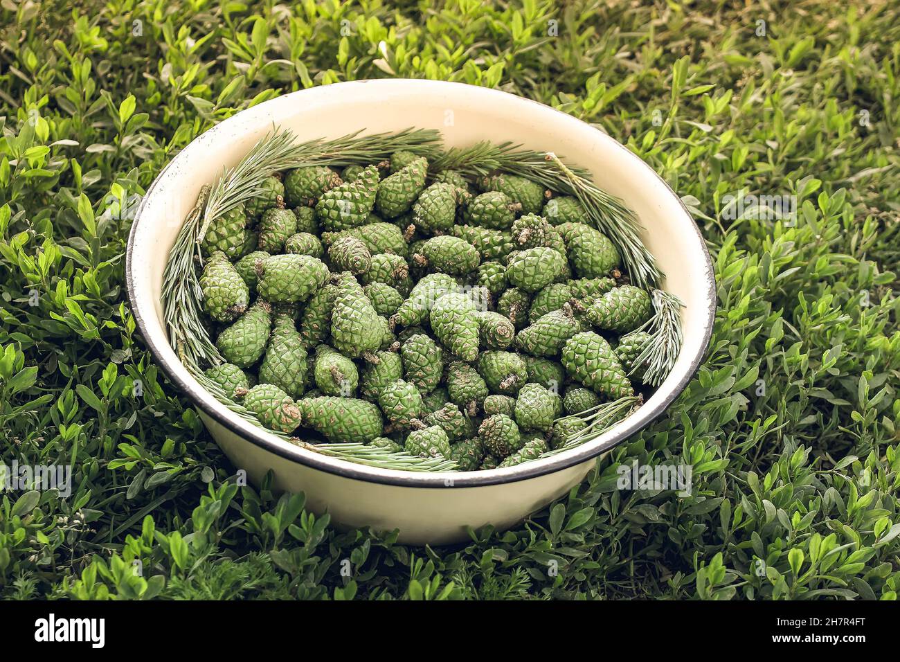 Green young fir tree cones in a large cup prepared for homemade syrup ...
