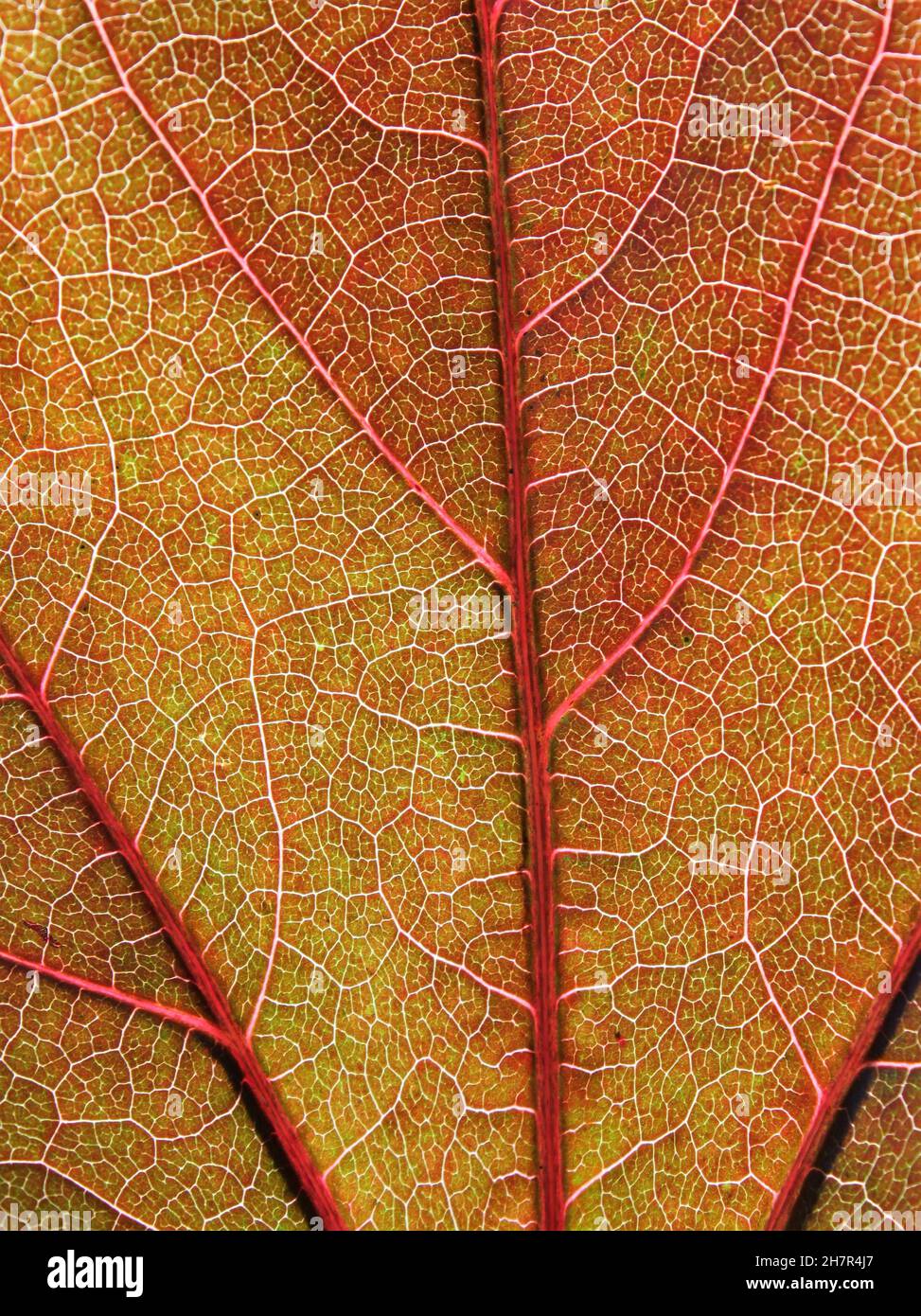 Translucent leaf structures hi-res stock photography and images - Alamy
