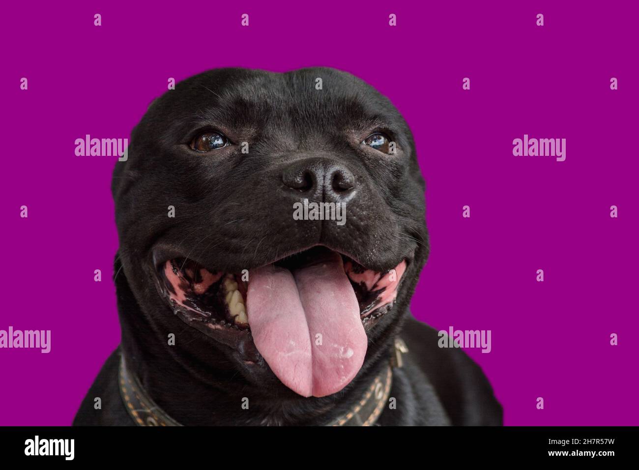 Muscular Staffy High Resolution Stock Photography and Images - Alamy