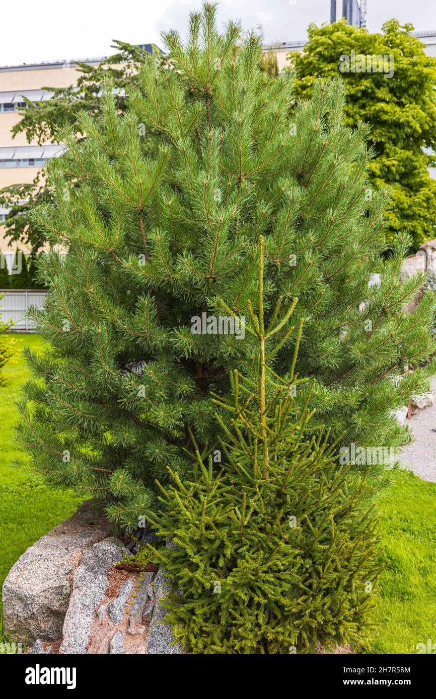 Close up view of two young green pine trees. Green nature backgrounds ...