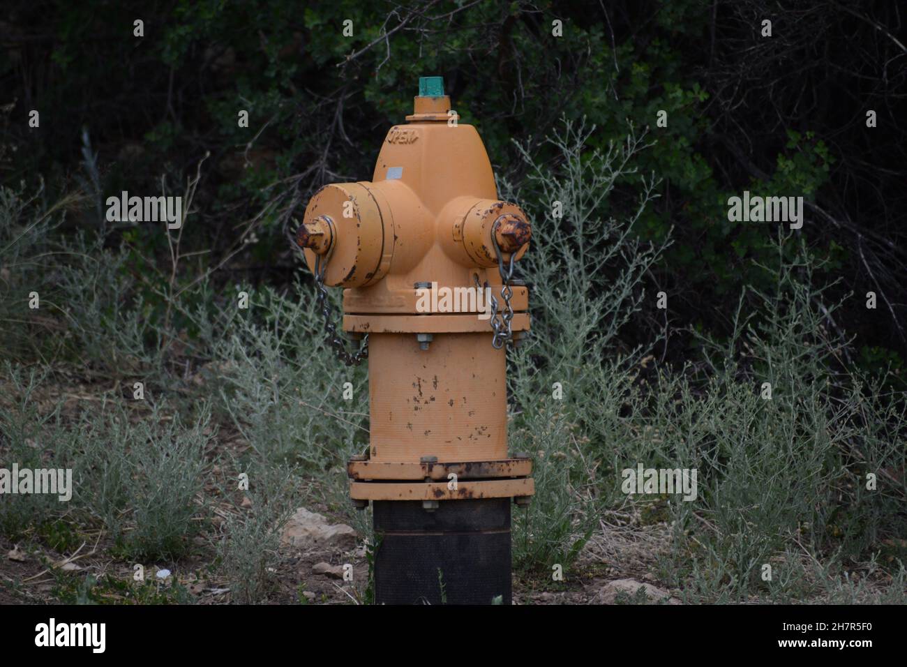 Tall yellow fire hydrant in green forest Stock Photo - Alamy