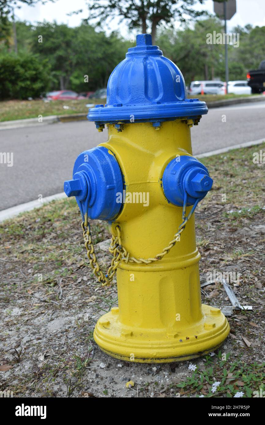 Close-up freshly painted blue and yellow fire hydrant Stock Photo - Alamy